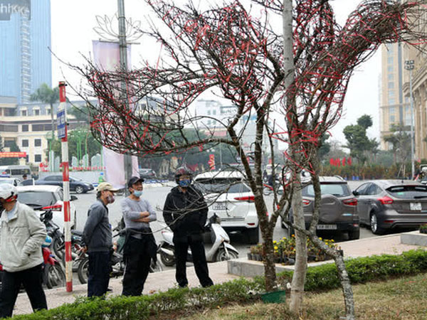 Hà Nội: Những cành đào rừng Sơn La được dán tem đầu tiên 'rủng rỉnh ...