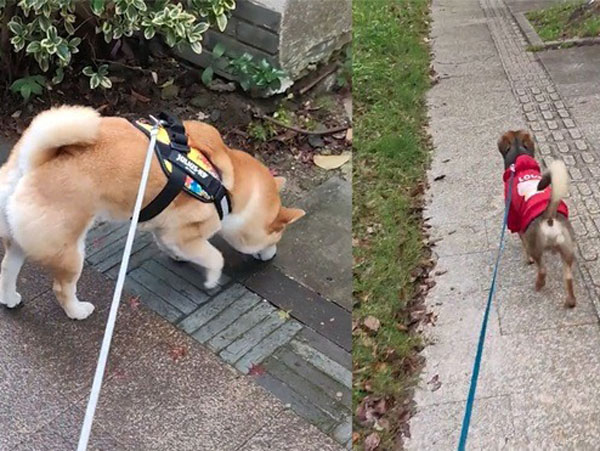 Dắt chó đi dạo nửa tiếng kiếm 100 nghìn đồng, cô gái khiến dân tình ...