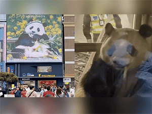 'Đỉnh lưu' Fubao lần đầu lộ diện tại Trung Quốc: Poster treo khắp lối ...