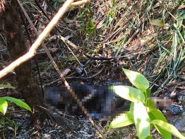 Phát hiện thi thể cháy đen trong rừng, nghi là bác sĩ phòng khám tư ở ...