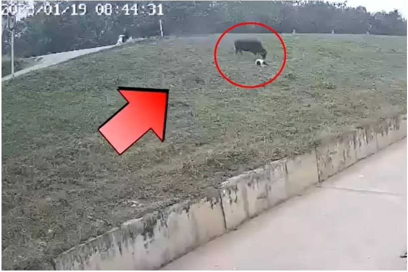 Vụ trâu 'điên' húc vỡ gan người đi đường: Không chỉ có 1 nạn nhân