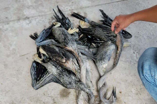 Hai thanh niên vào vườn quốc gia bắt chim có tên trong Sách đỏ về làm ...